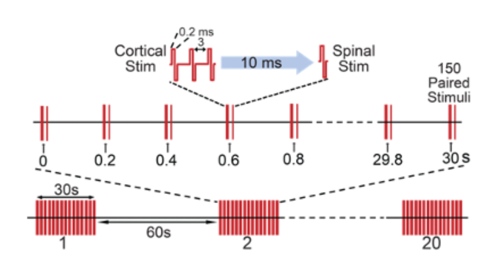 Activity Dependent Plasticity | Weinberg Family Cerebral Palsy Center Activity Dependent Plasticity | Weinberg Family Cerebral Palsy Center